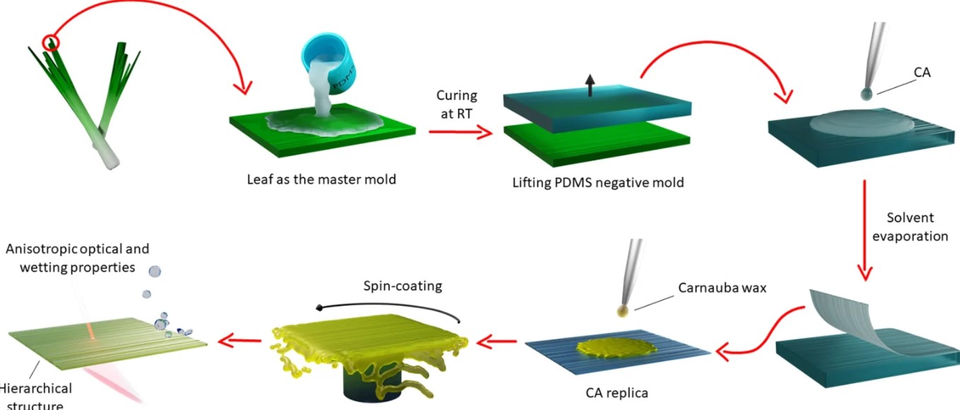 Self-cleaning and efficient solar cells thanks to leek | Rinnovabili