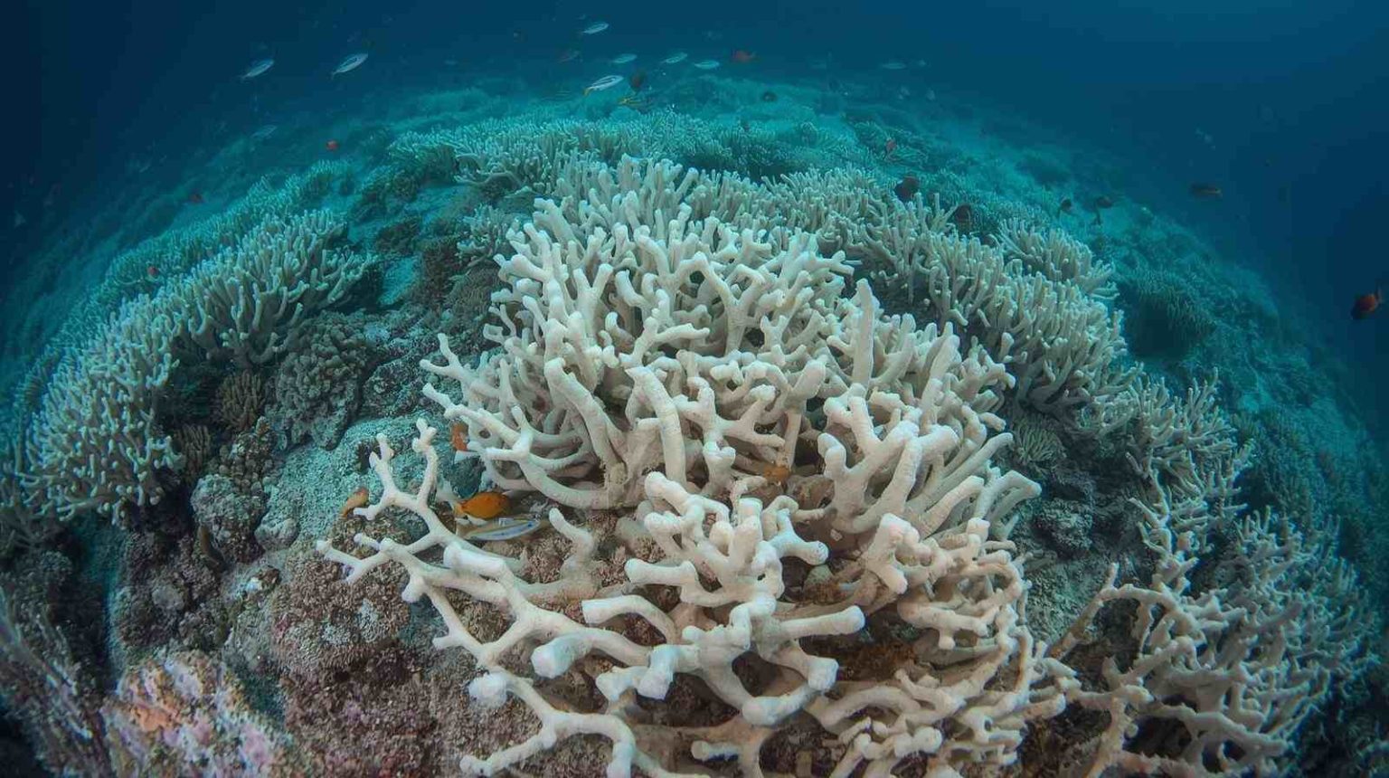 Climate tipping point: coral reefs reach irreversible phase